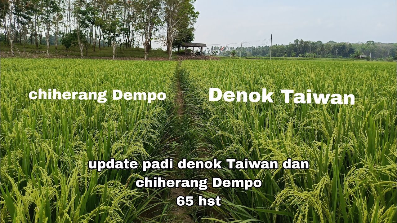 Riview padi denok Taiwan dan chiherang Dempo 2025 - YouTube