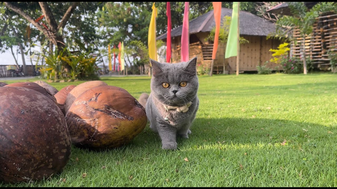 Taking my fat cat for a walk - YouTube