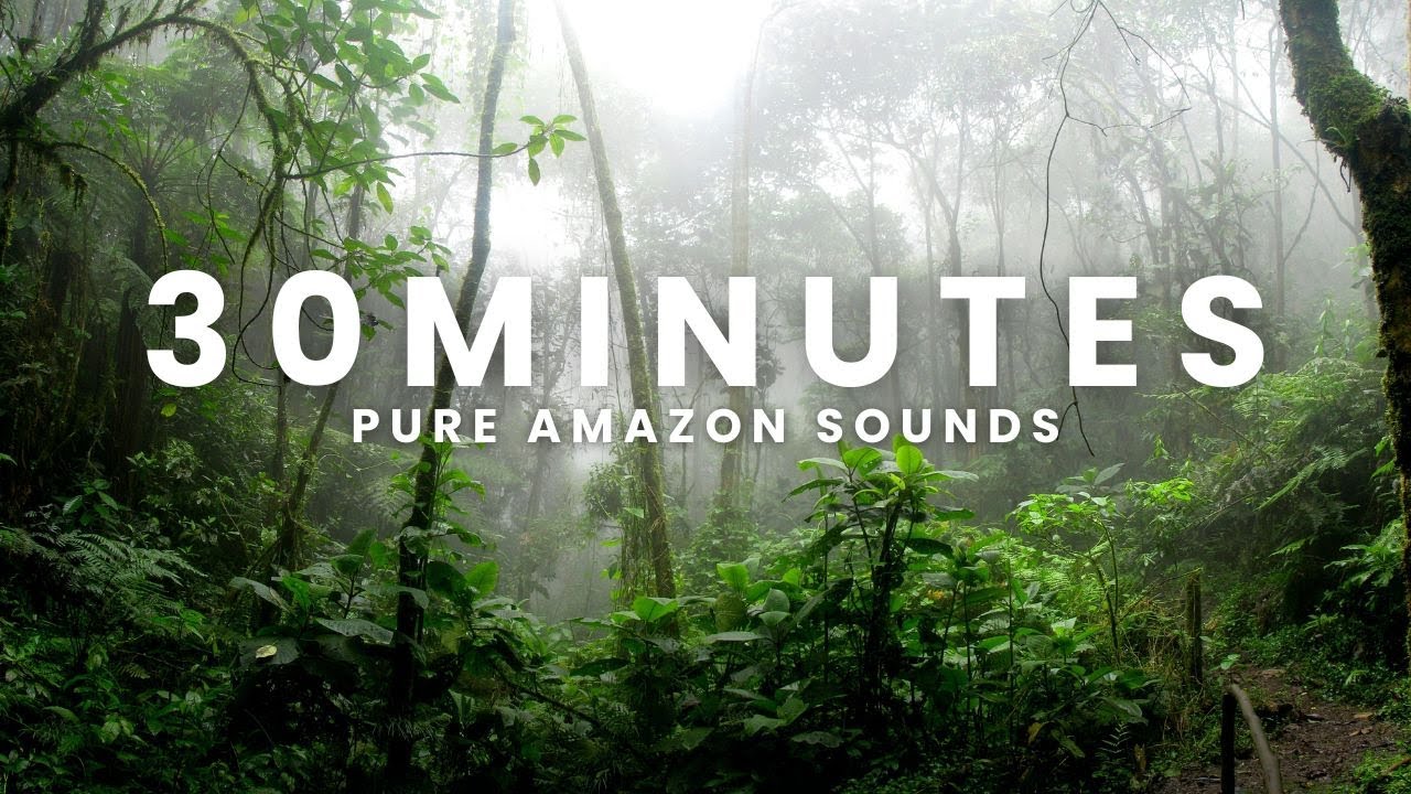 30 Minutes of Pure Amazon Rainforest Sounds 🌿🦜 | Relaxing Jungle ...