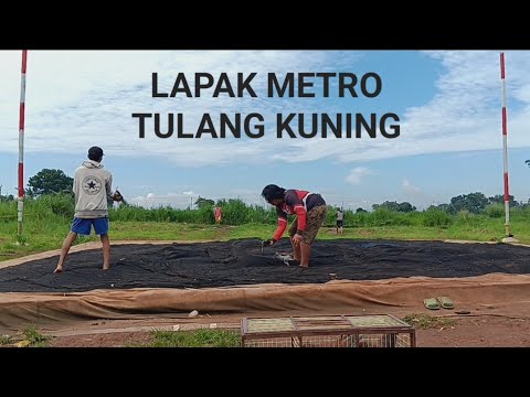 PROSES LATIHAN MERPATI DI LAPAK METRO TULANG KUNING !!! - YouTube