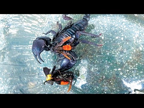 3 bees compete for strength with the scorpion