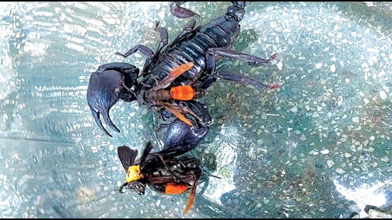 3 bees compete for strength with the scorpion - YouTube
