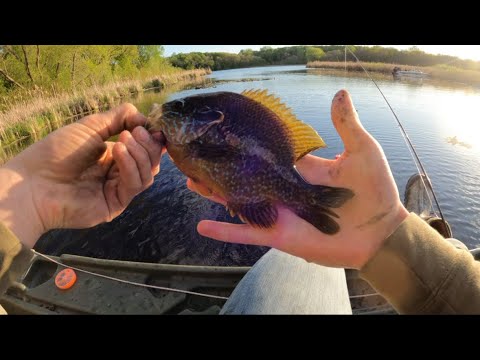 Catching slab Pumpkinseeds and bluegills!!! - YouTube