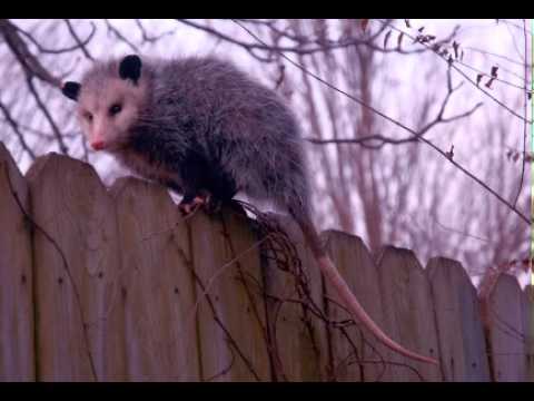 Possum Facts - Facts About Possums - YouTube