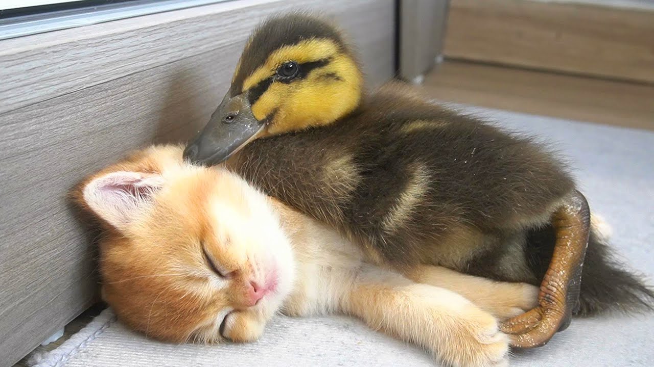 The dark duck hold kitten Sunny tightly, because he afraid that who he ...