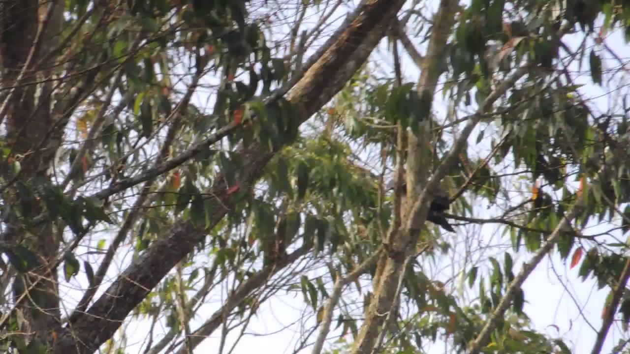 Blyth's Hawk Eagle Nisaetus alboniger - YouTube