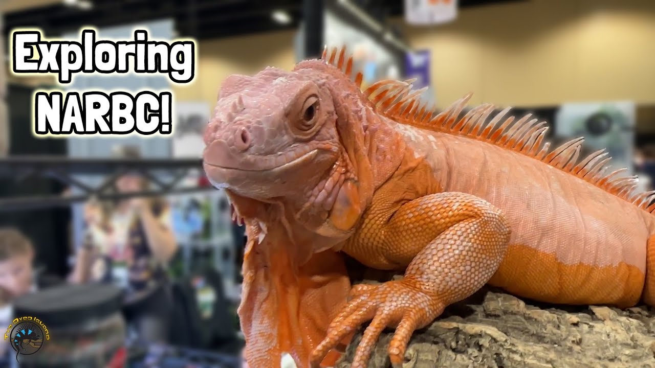 Attending NARBC in Tinley Park IL! - AWESOME Reptiles EVERYWHERE! - YouTube
