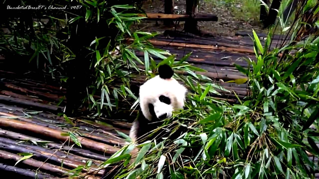 The Giant Pandas reproduction base - YouTube