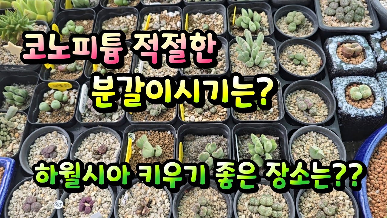 코노 적절한 분갈이시기는 하월시아 키우기 좋은 장소는 코노피튬 다육 다육하우스 다육식물 다육이들 다육이 Youtube