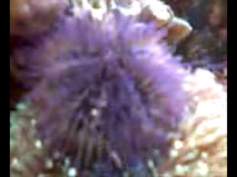 Sea Urchin Poop - YouTube