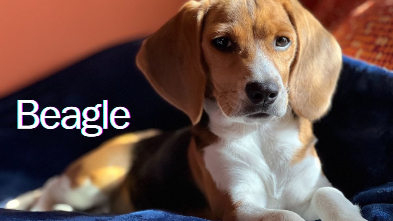 The Beagle Breed: Your Guide to Joyful Canine Companionship - YouTube