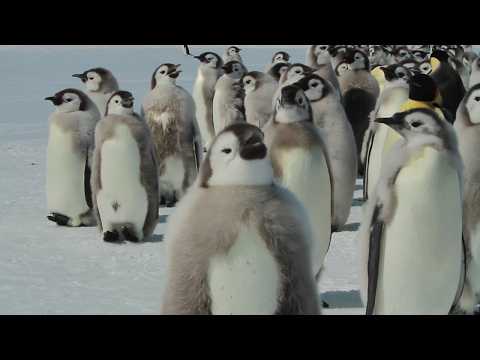 Emperor Penguin Sounds and Noise | Animal Sounds