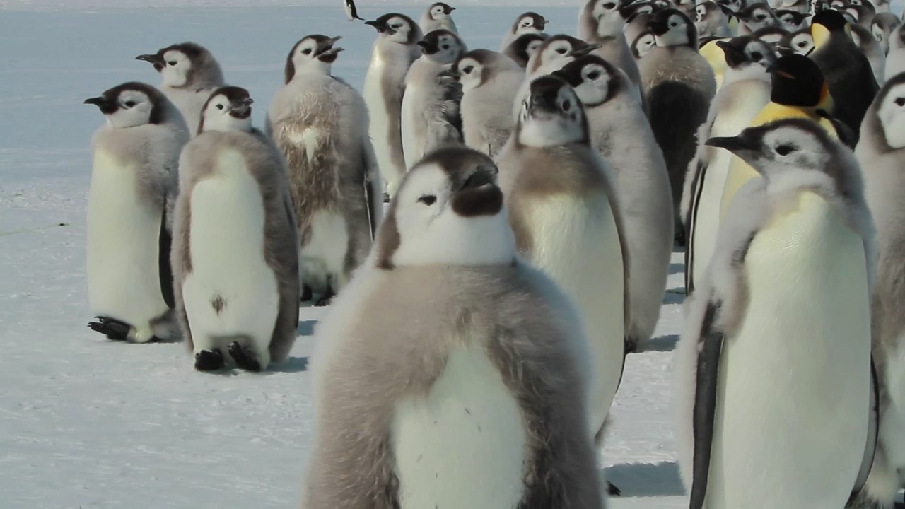 Emperor Penguin Sounds and Noise | Animal Sounds - YouTube