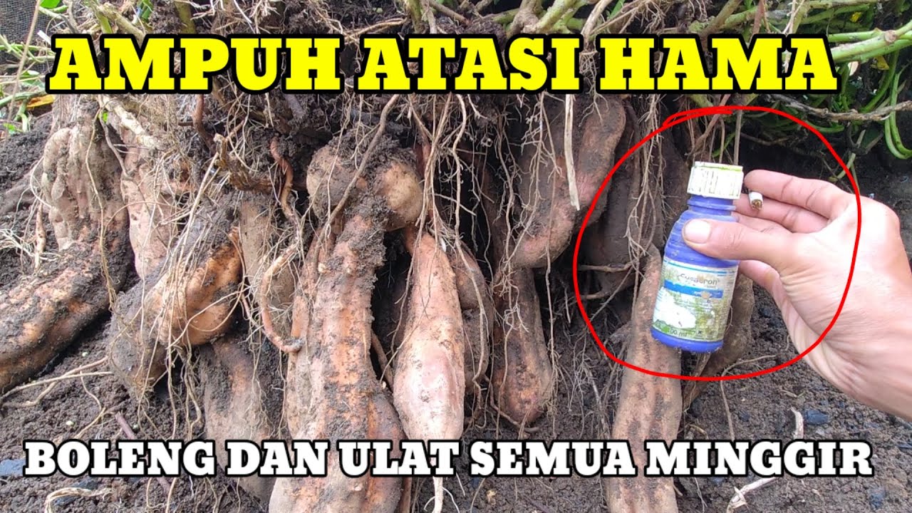 cara aku atasi hama boleng dan ulat - YouTube