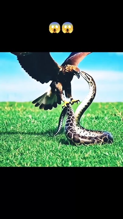Eagle vs Python battle #shortvideo #shortsfeed #animalbattle # ...