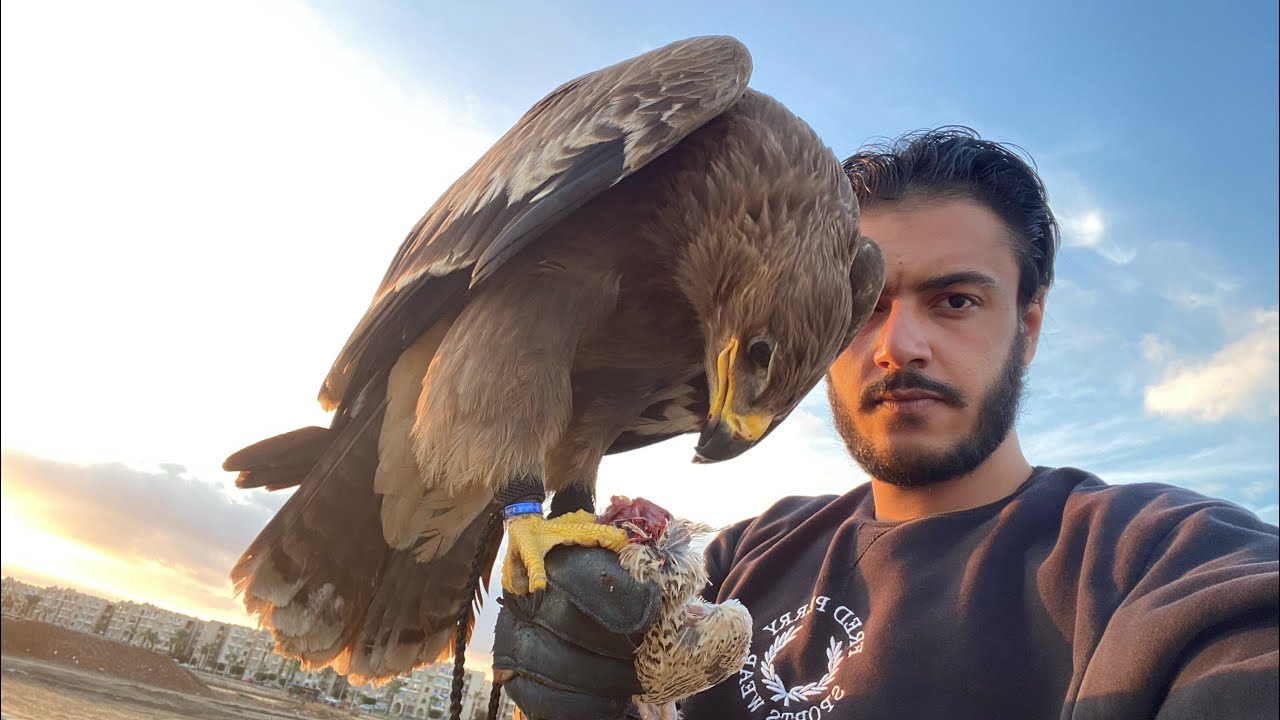 تدريب العقاب دعو علي الدس - steppe eagle training - YouTube