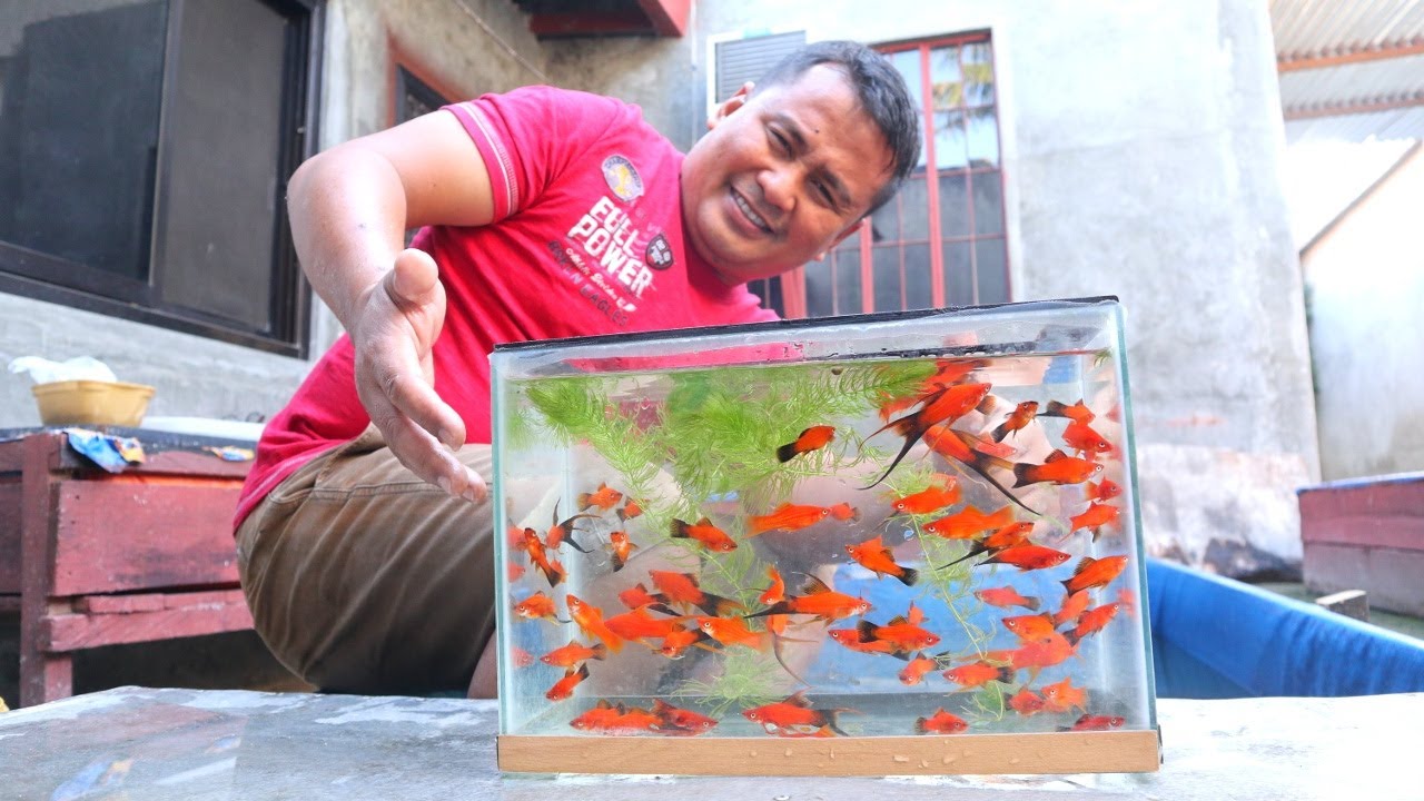 Hundreds of KOHAKU KOI SWORDTAIL babies UPDATE - YouTube