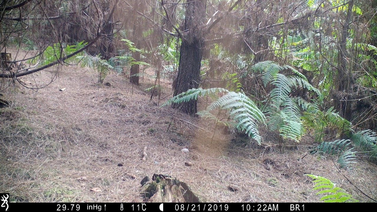 Squirrel rolling - YouTube