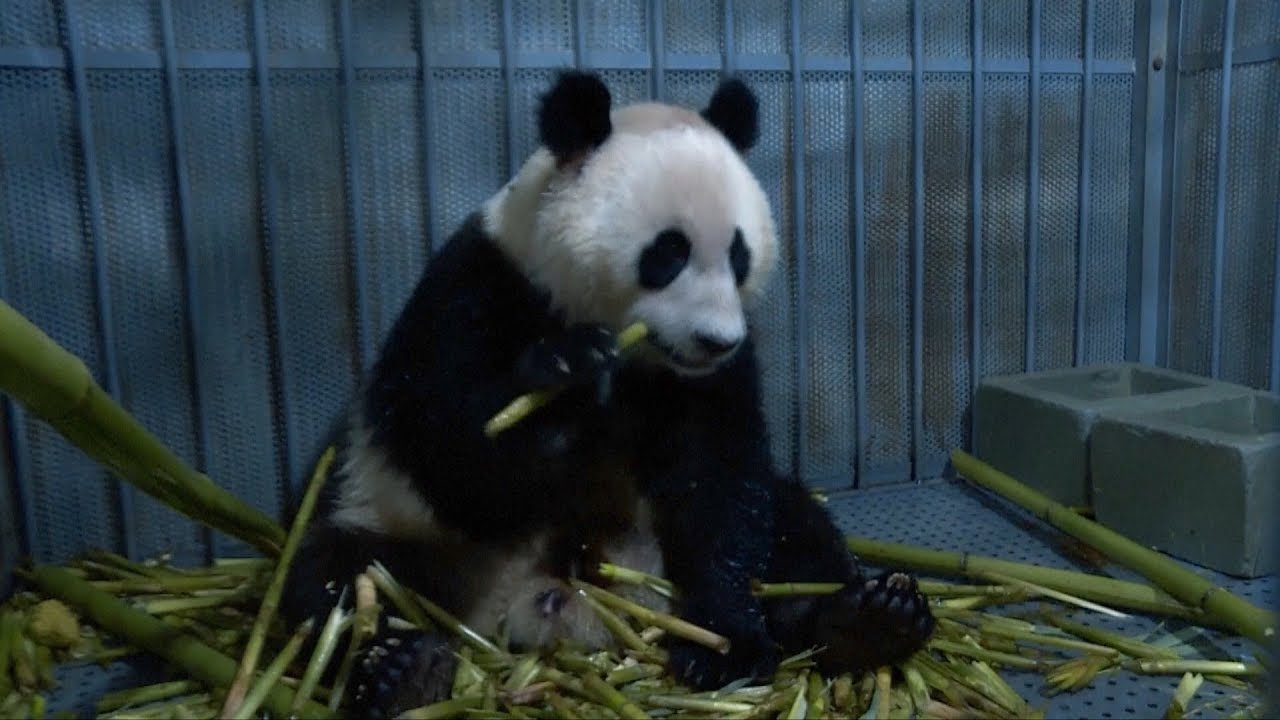 Rescued wild giant panda to return to the wild in SW China - YouTube