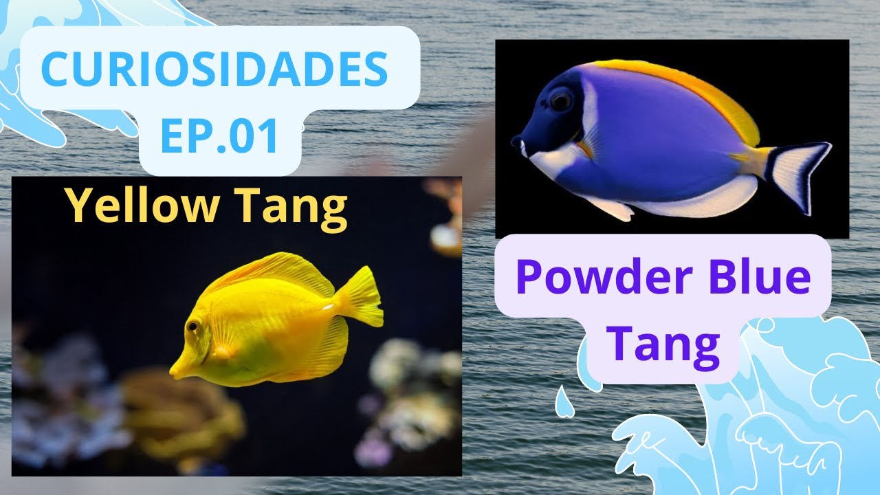 Curiosidades EP.01 - Yellow Tang e Powder Blue Tang. - YouTube