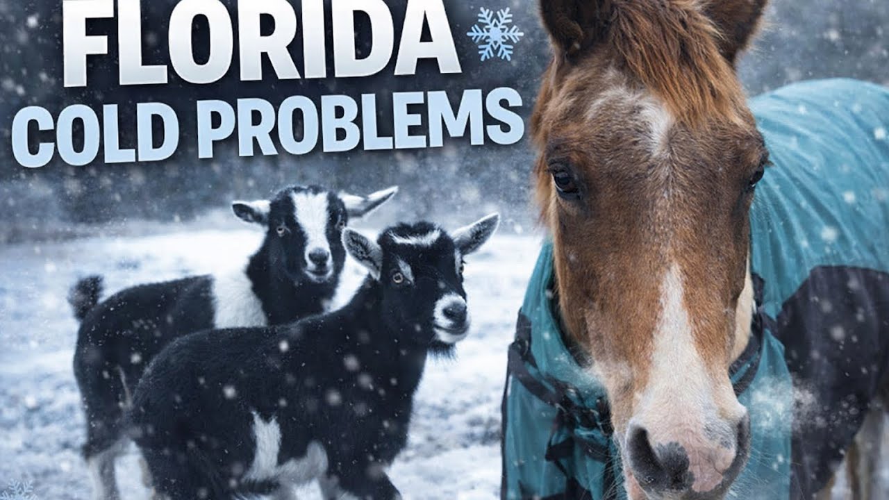 Florida Cold Problems | Prepping Animals for a Rare Freeze - YouTube