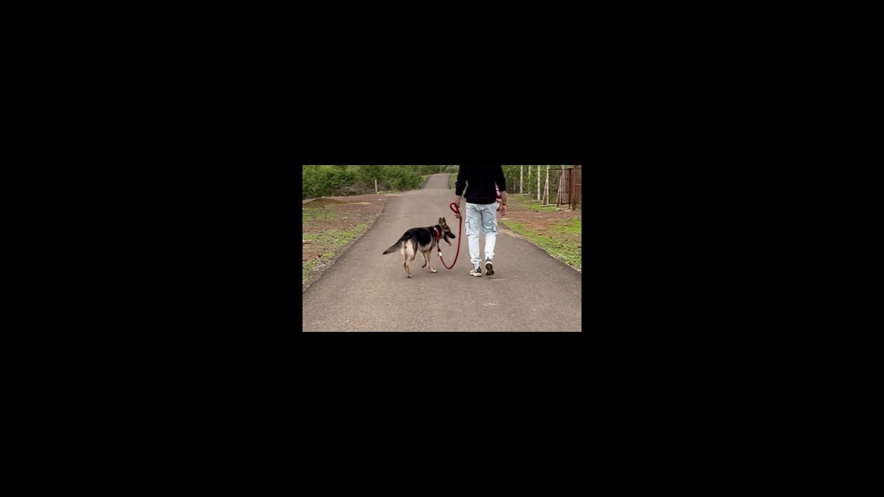 Leo the german sephard - YouTube