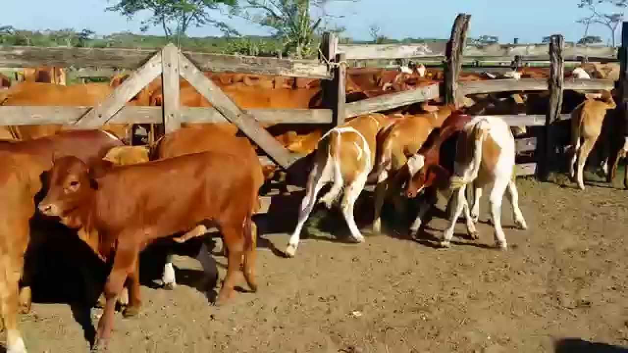 Herrando agosto 2015 - YouTube