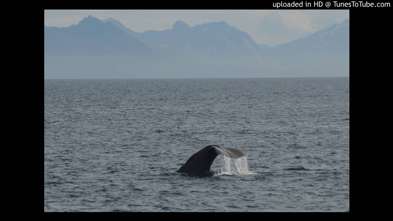 Sperm whale echolocation clicks - YouTube