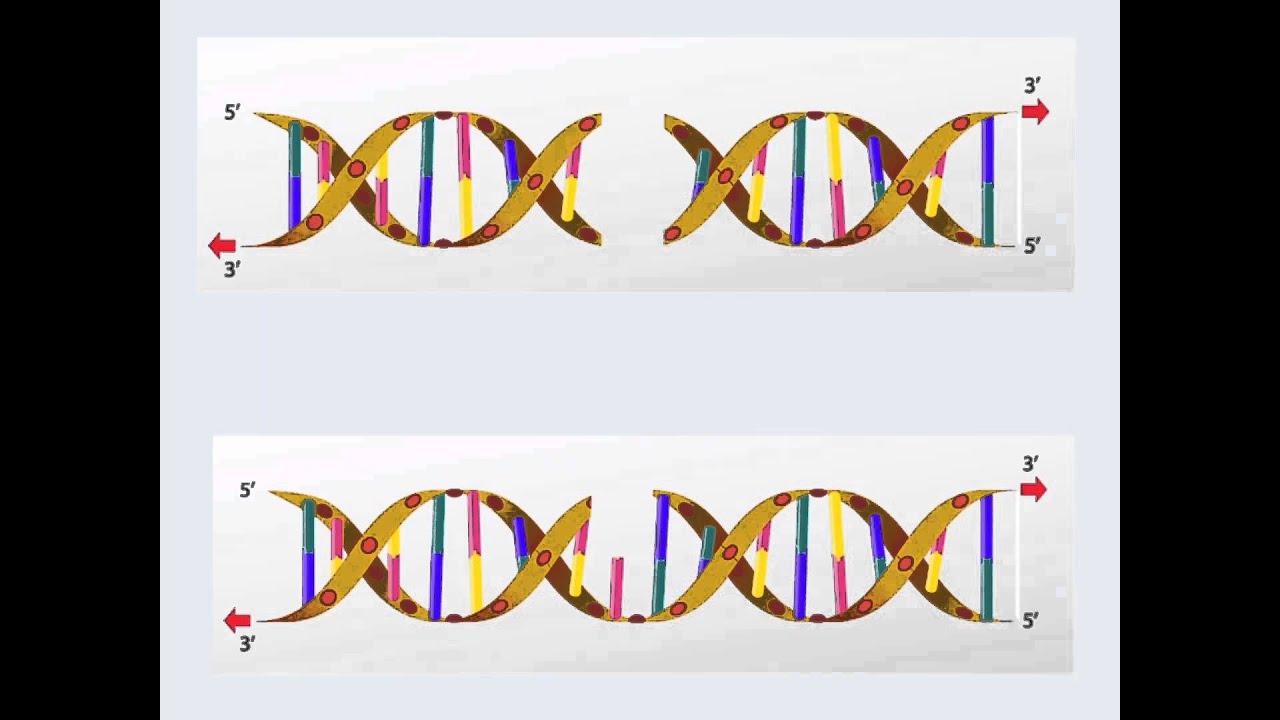 BIOLOGÍA_IV MEDIO_UNIDAD 1_AE3_ADN Y MUTACIÓN POR DELECIÓN - YouTube