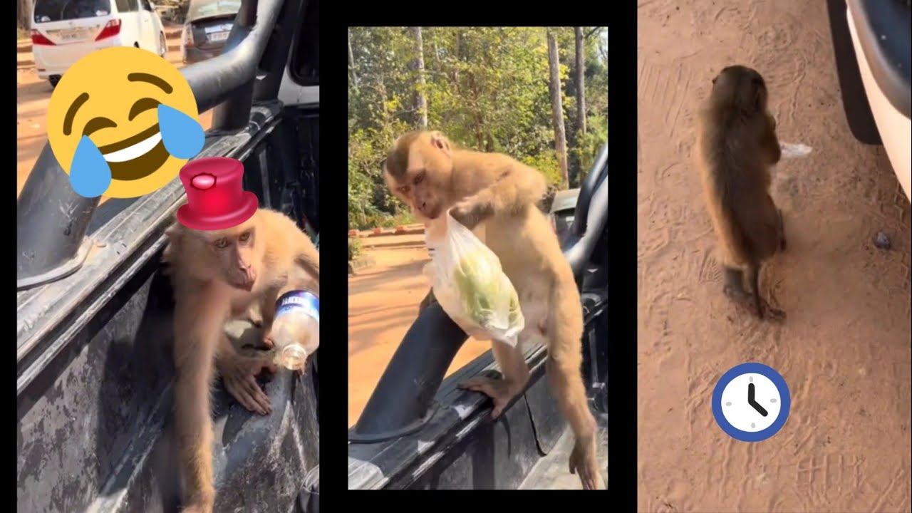 Funny monkeys 😂😂|| Baby monkey ||Funniest wildlife Animals video#monkey ...