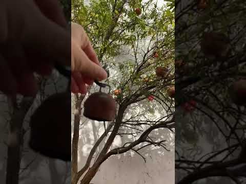 Çan sesi - bell tone