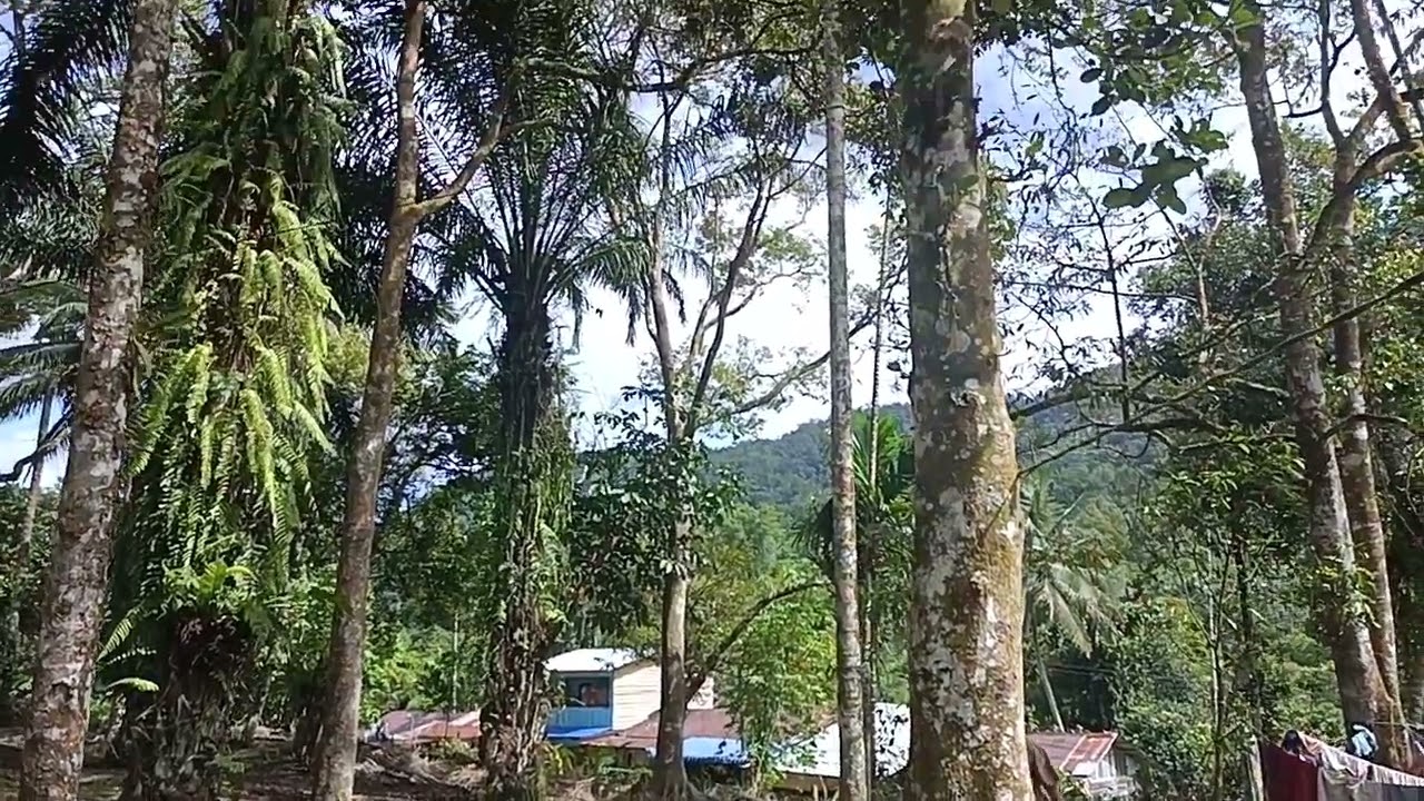 CUTTING DOWN A 30M TREE IN THE SUMATRA FORREST - Indonesia - YouTube