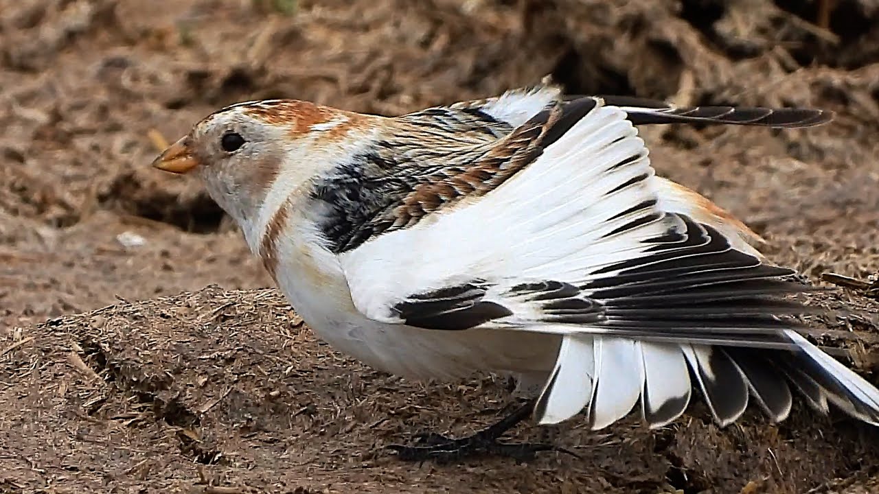 Escribano nival macho estirando. Punta Ballota. - YouTube