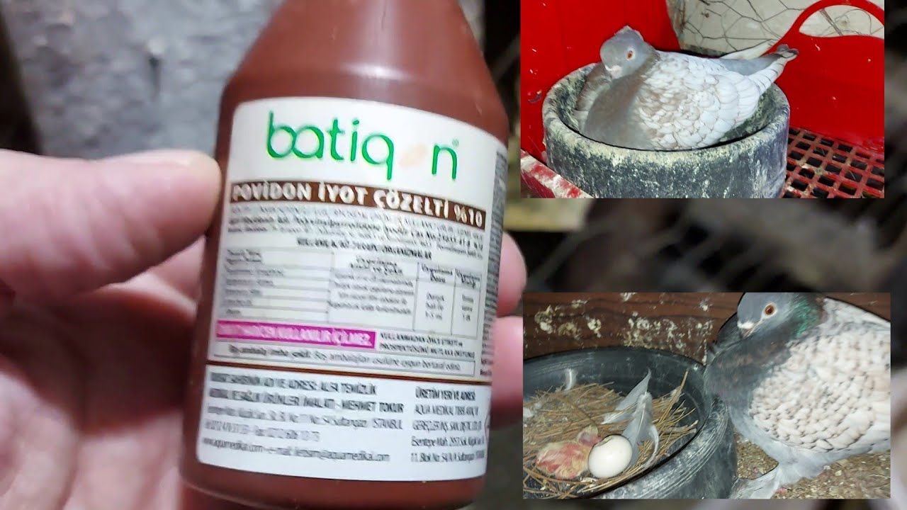 GÜVERCİNLERE BATİKON NE İŞE YARAR - YouTube