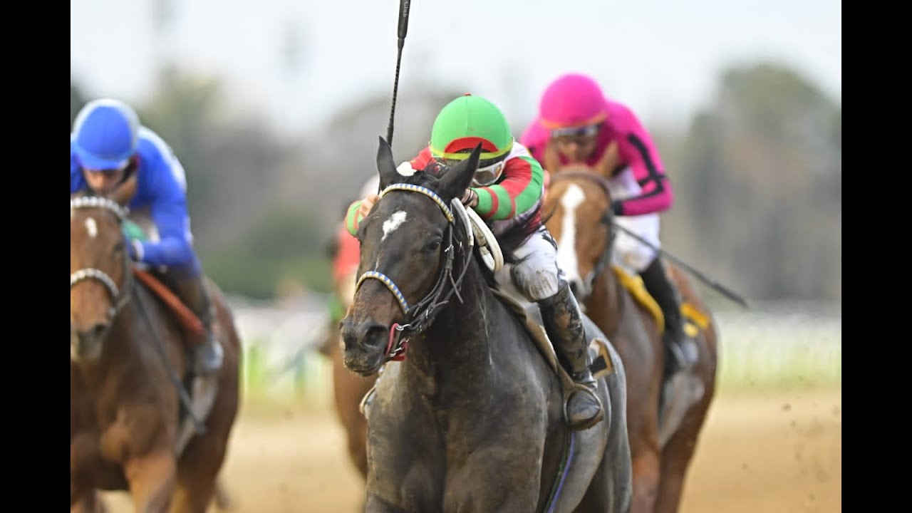 Handicap Whipper In 2023 - Glory Bomb - YouTube