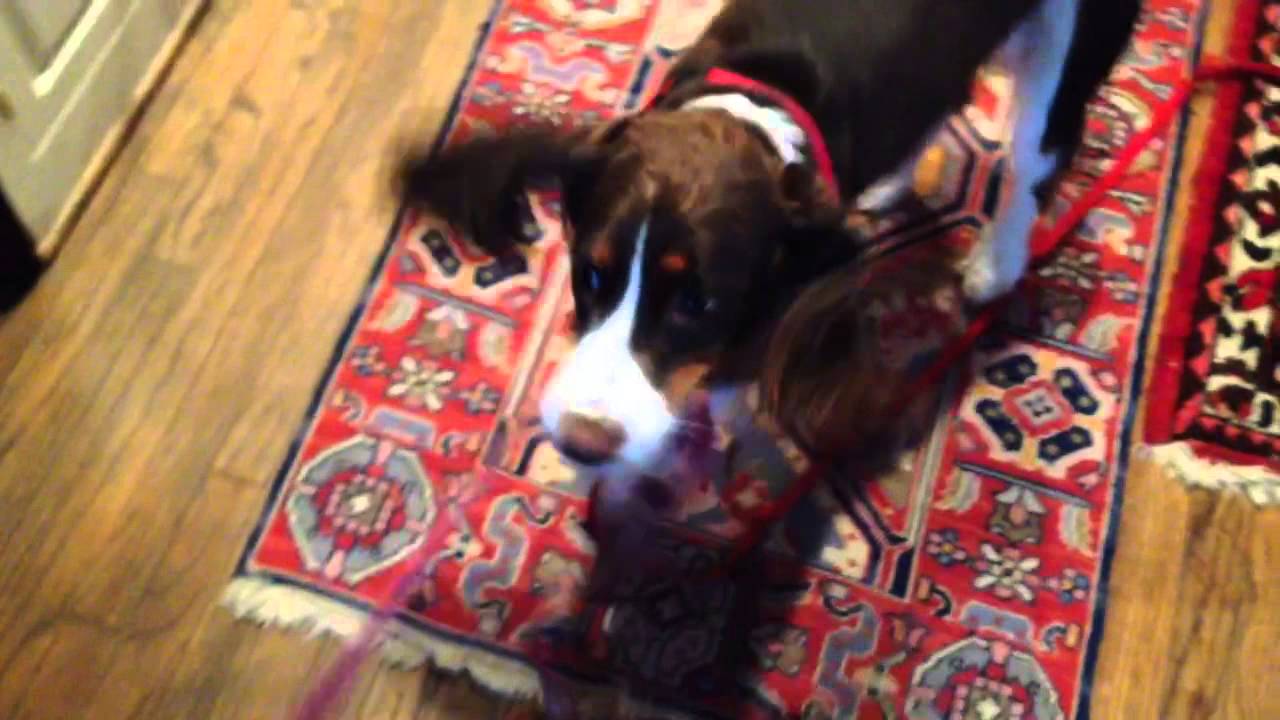 Springer Spaniel going crazy before the walk - YouTube