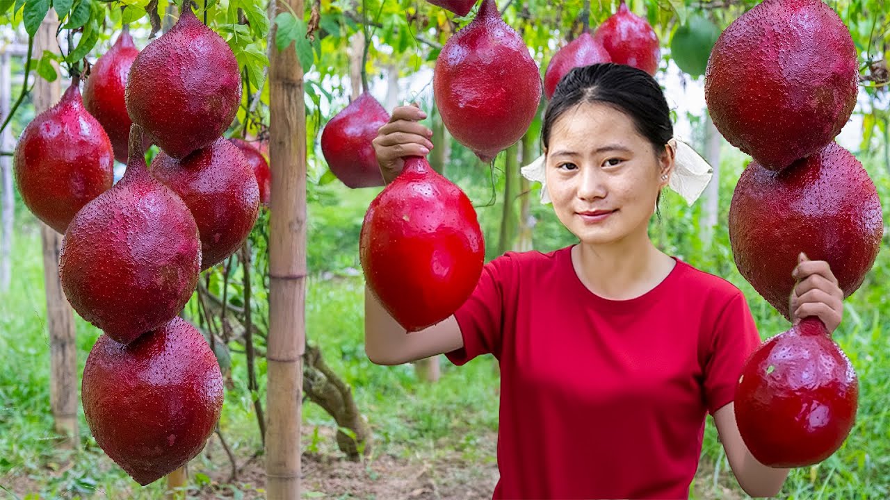 Harvesting Giant Red Gac Fruits in the Forest & Goes to Market Sell ...