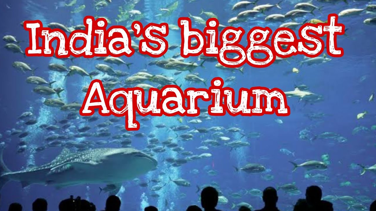 India's biggest Aquarium | Rajasthan tourism | 📍 Udaipur | Under the ...