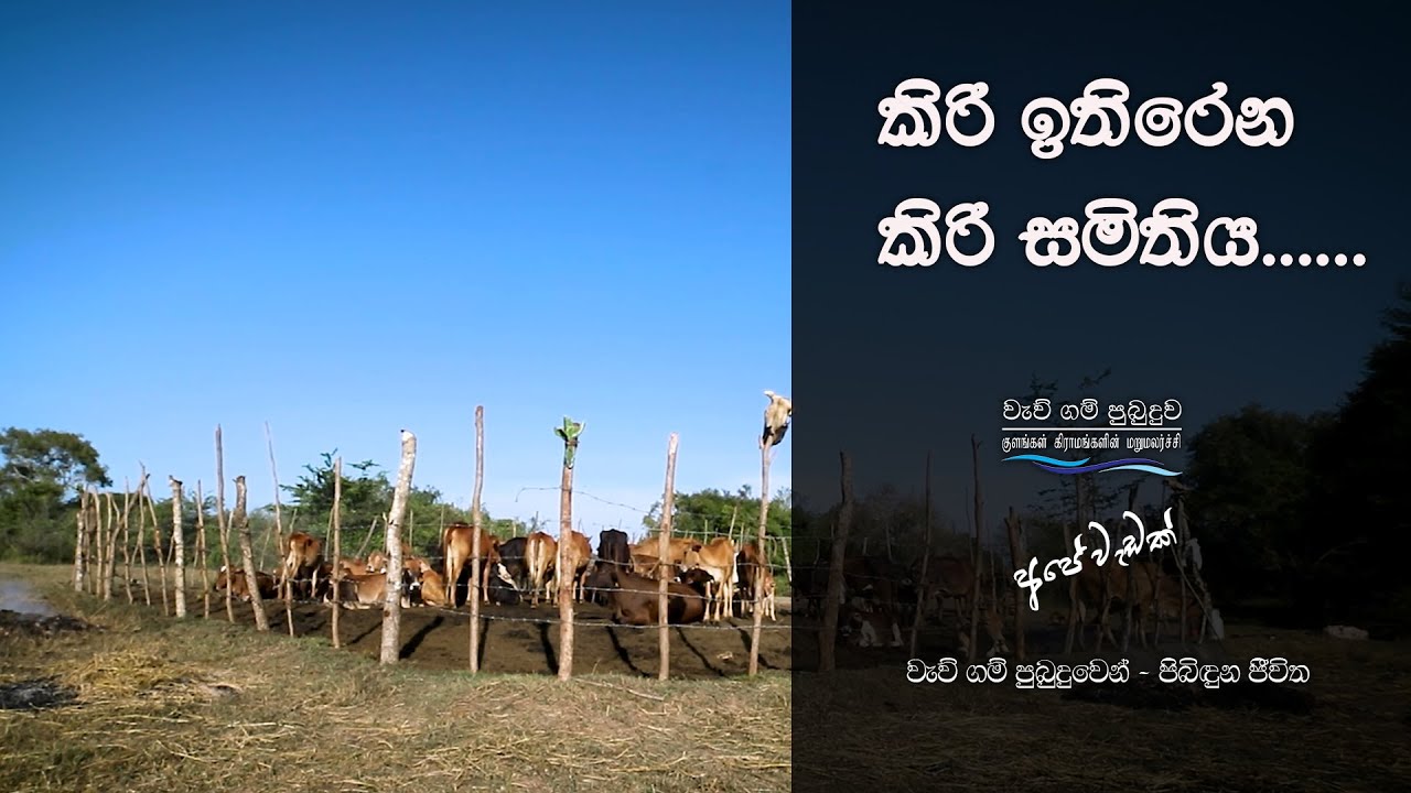 කිරි ඉතිරෙන කිරි සමිතිය....Kiri Samithiya Sinhala - YouTube