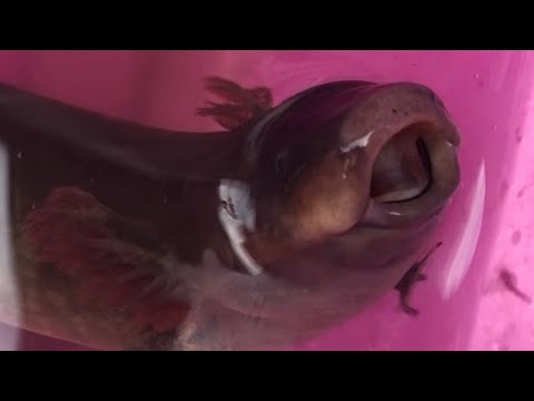 Reticulated Siren Encounter - YouTube