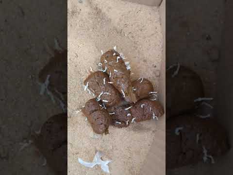 Proglótes de Dipylidium caninum em fezes de felino - YouTube