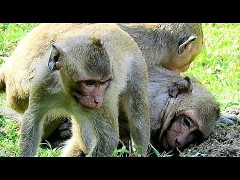 Funny Monkey Clip, Sweet Pea Shout Shout Coz Lost Fighting, - YouTube