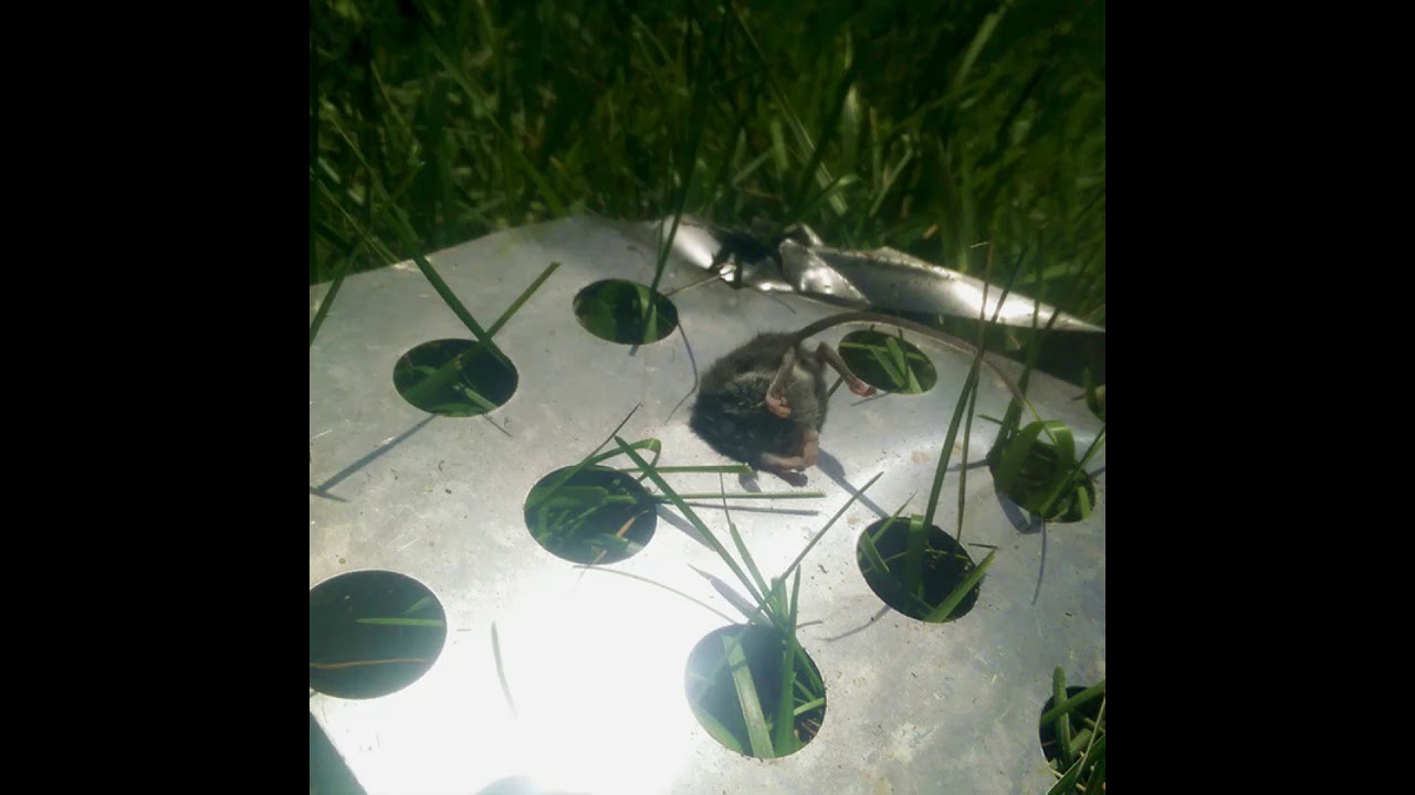 Lil Ugly Mane - Drain Counter (Instrumental) - YouTube