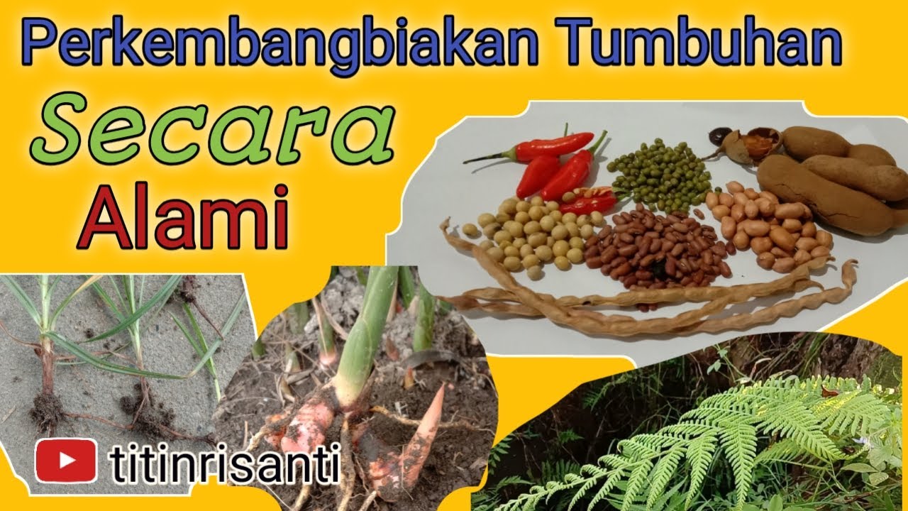 Perkembangbiakan Tumbuhan Secara Alami (Biji, Spora, Geragih/ Stolon ...