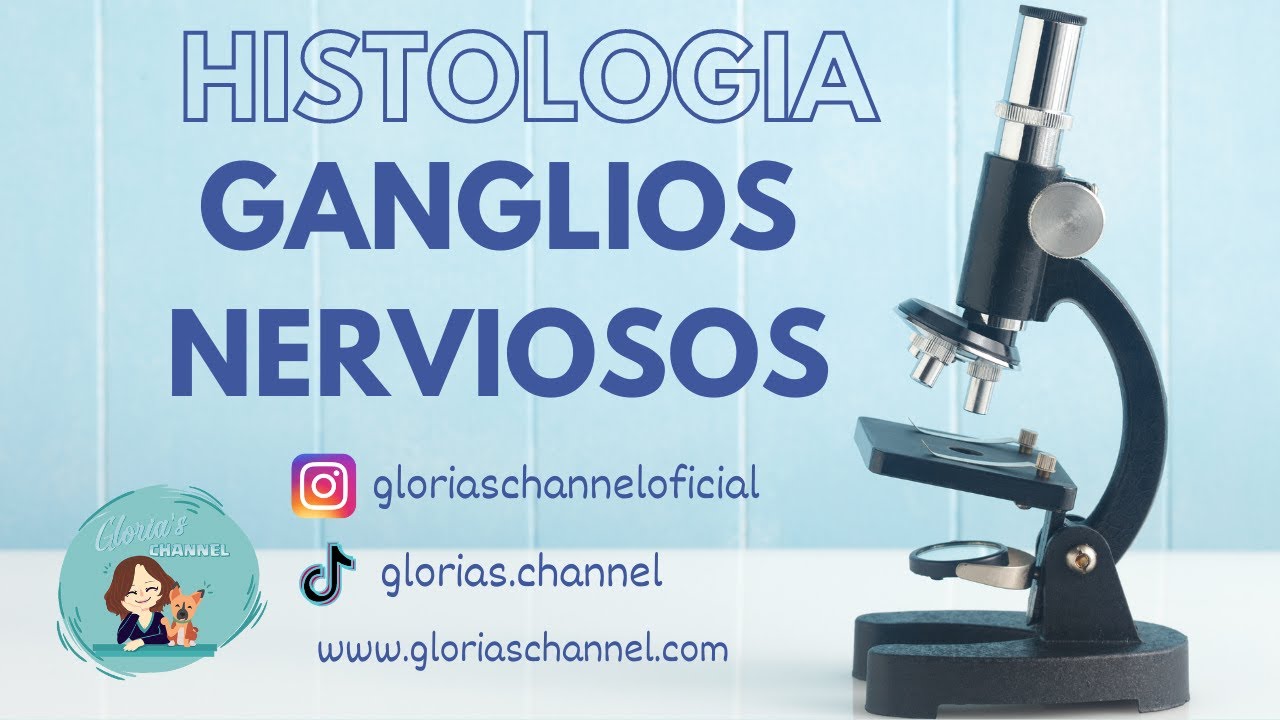 Histología para Medicina: ganglios autonómicos y ganglio anexo a la ...