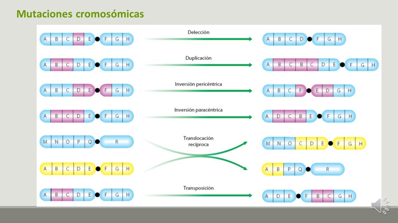 12 2 Mutaciones cromosomicas - YouTube