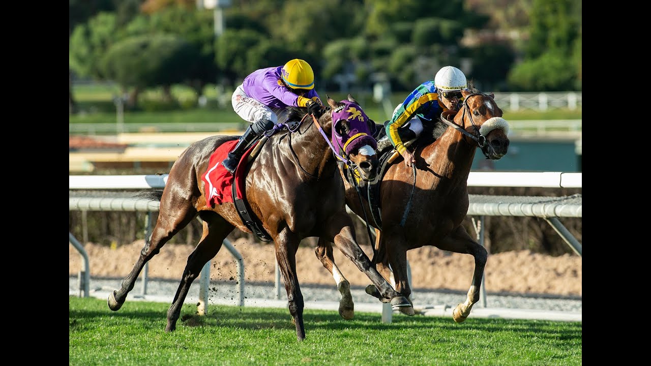 Clocker's Corner Stakes 2024 - Irideo (Arg) - YouTube