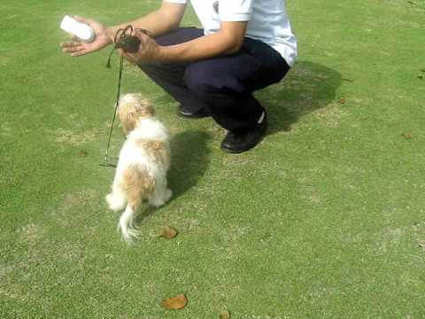 Basa Air Base Golf Course - YouTube
