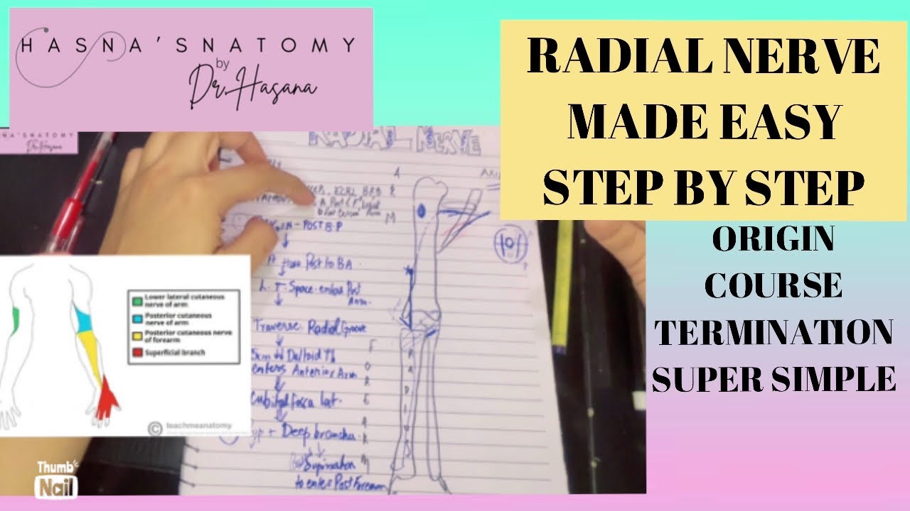Radial Nerve EASY EXPLANATION full course in upper limb | Radial groove ...