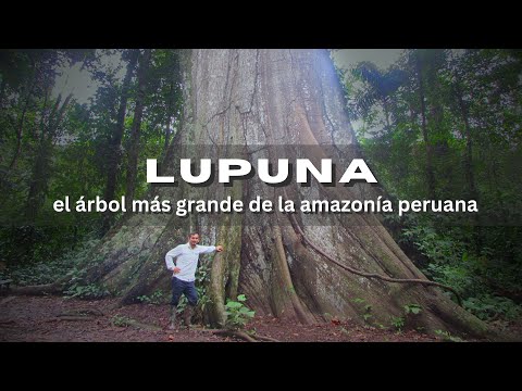 El árbol De La Lupuna: Un Gigante Sagrado De La Amazonía Peruana | Guía ...